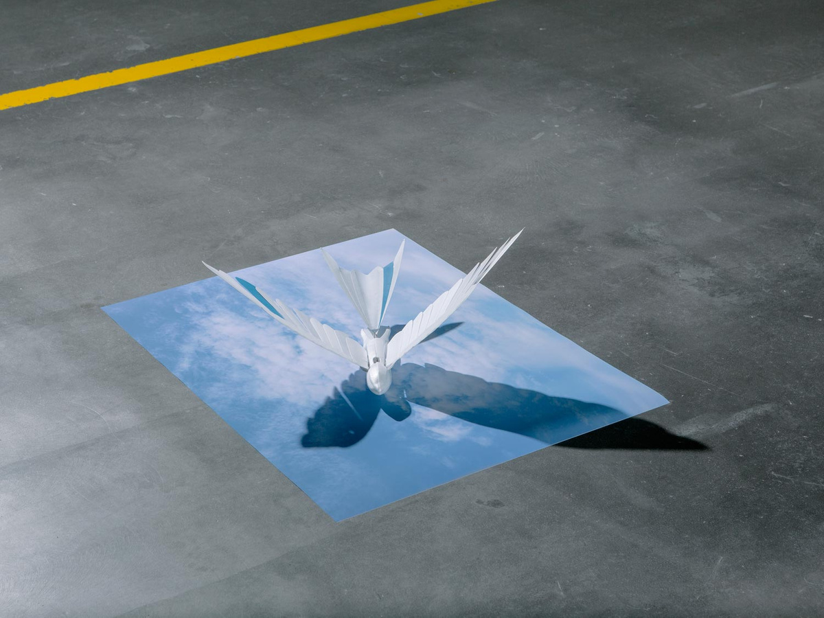 Bird, spider, chameleons tongue — Janek Stroisch