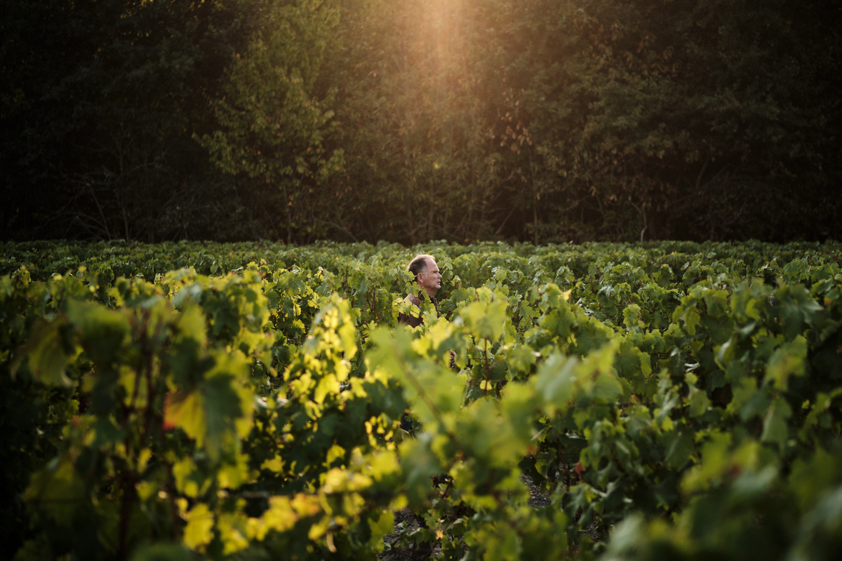 Domaine Breton — Julien Samani