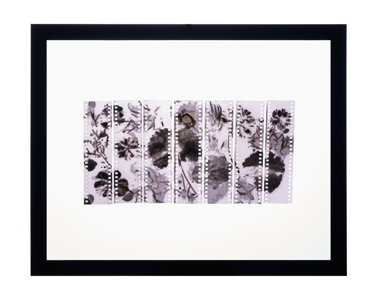 Exercises in seeing as a leaf — Oriana Confente