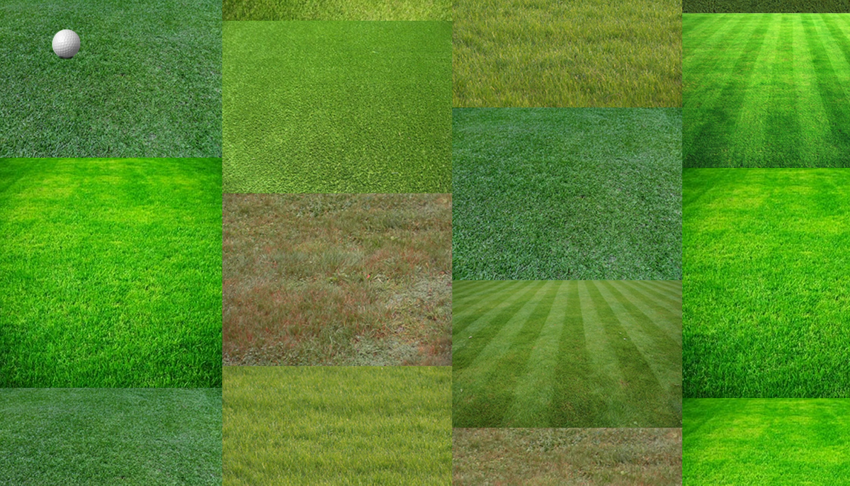 Endless Grass — Mitch Trale