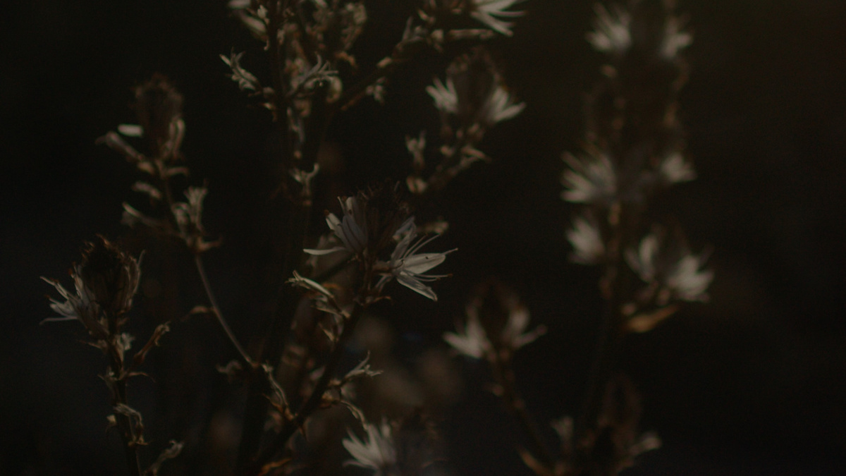 Ember Lyrics — Samuel Blaney