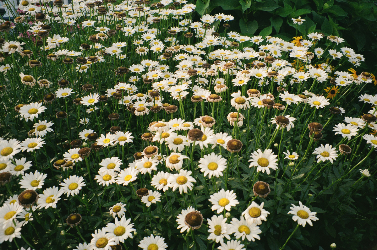 Film — Lindsay Baker Design