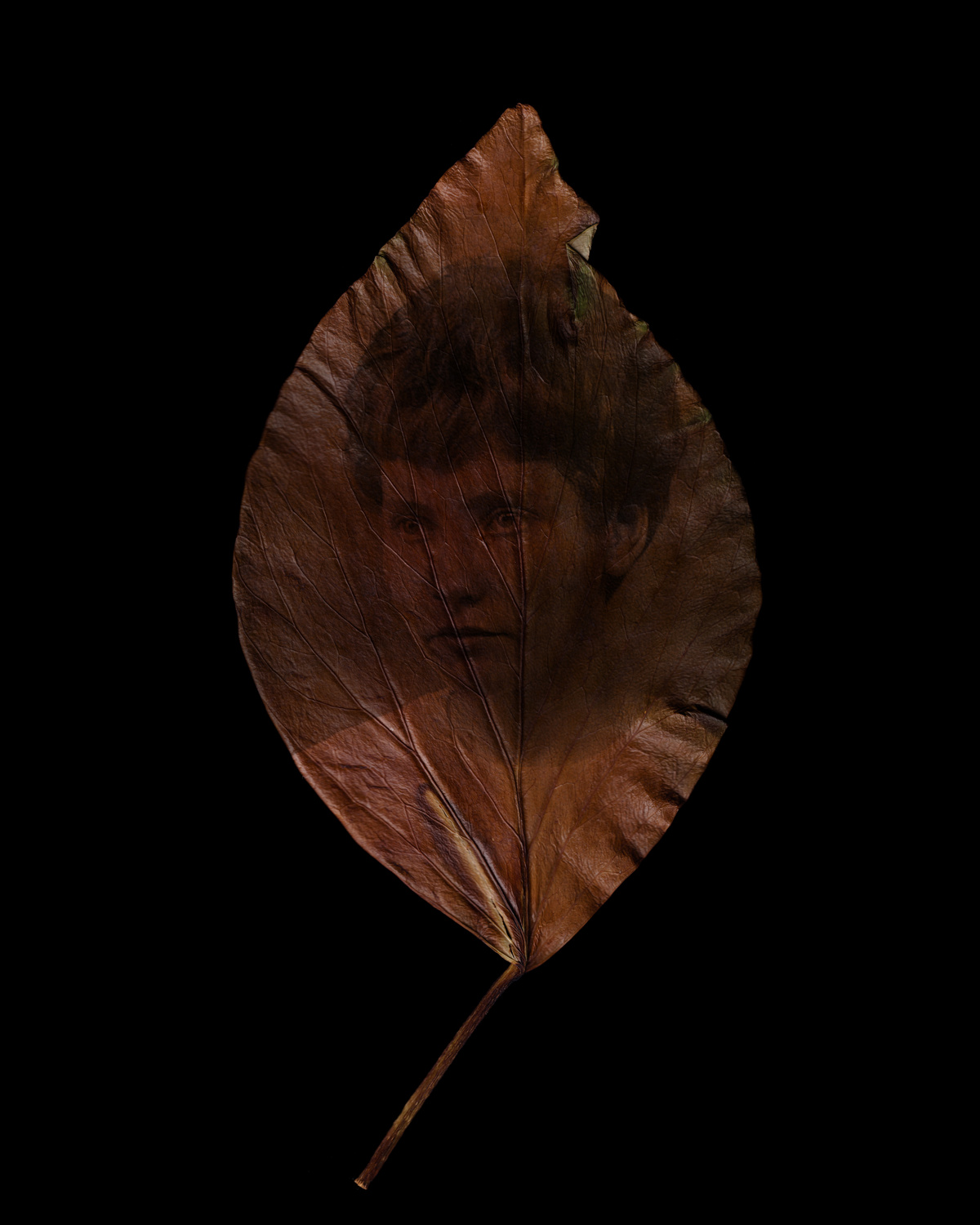 Family Tree — Toma Gerzha