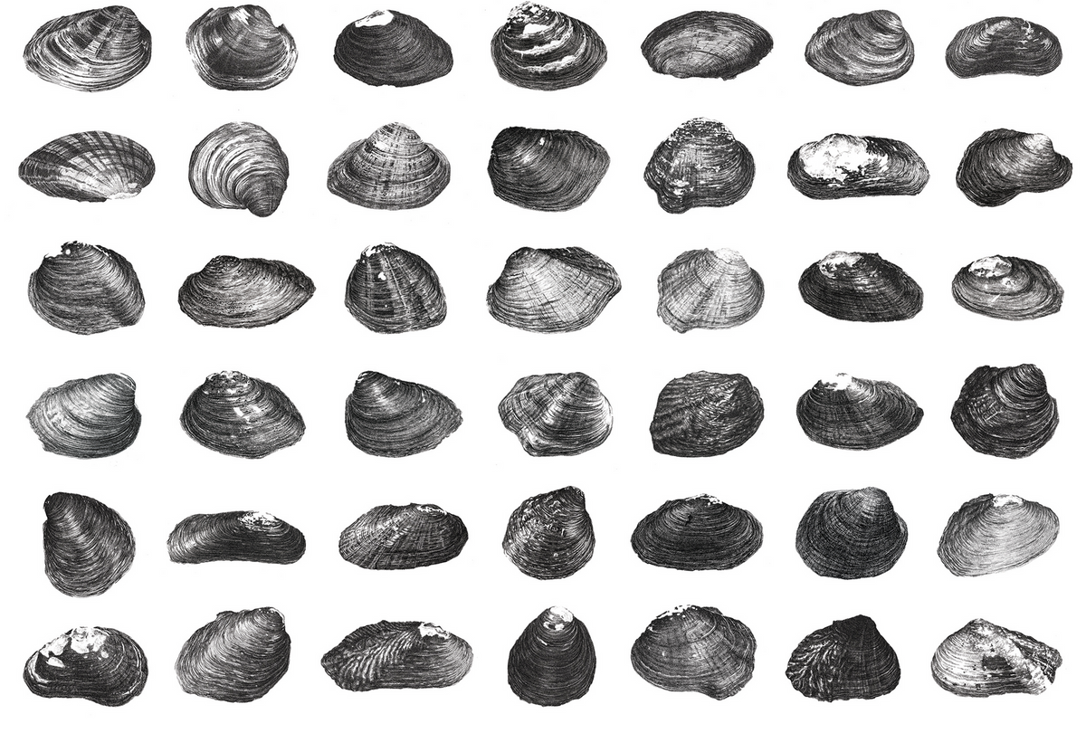 RARE & ENDANGERED SPECIES: ILLUSTRATED CATALOG — Sarah Kaizar