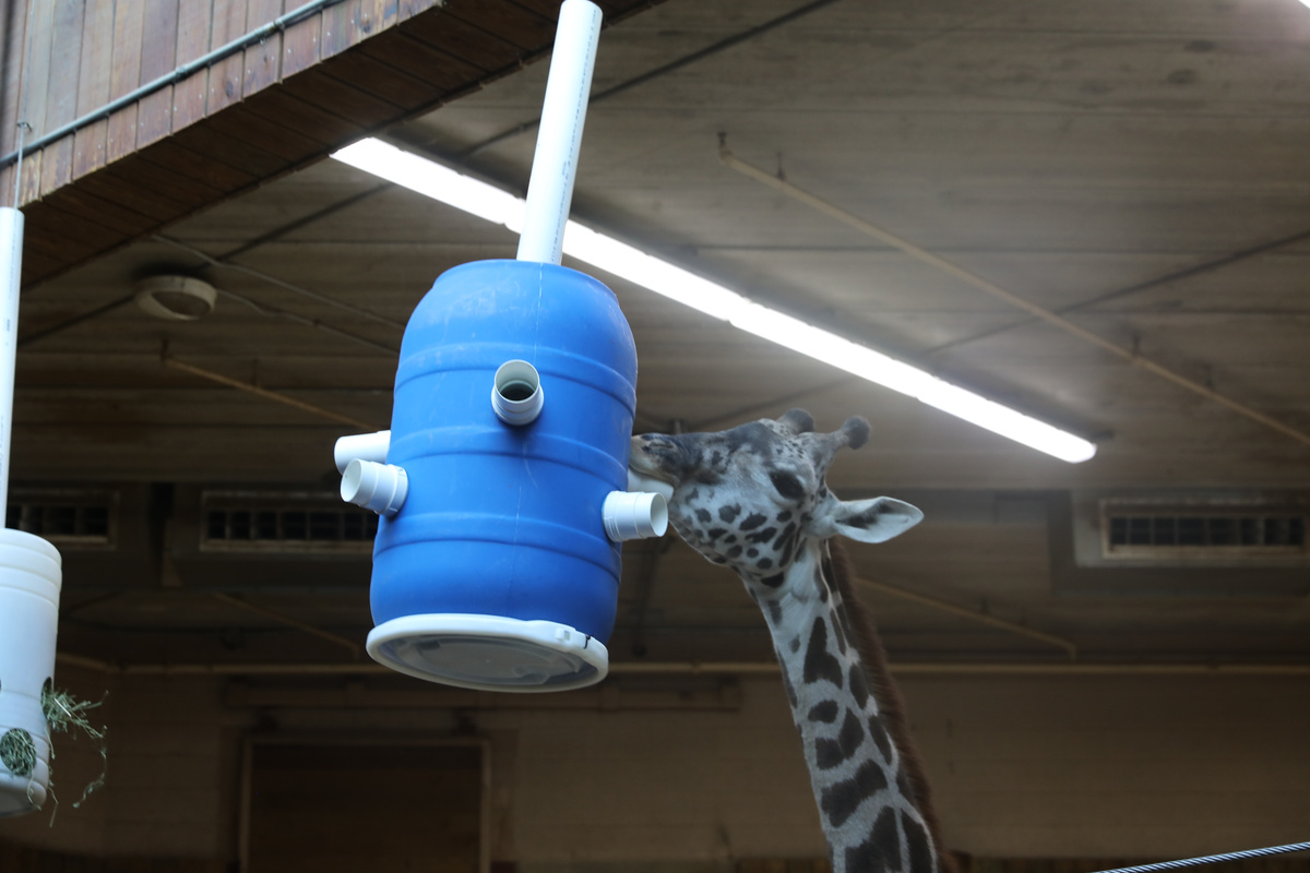 Giraffe Puzzle Feeder — LornaZhang