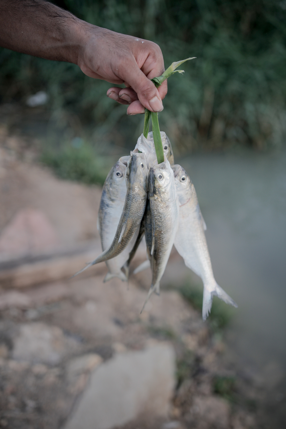 Life Death and Other Similar Things — Amin Yousefi