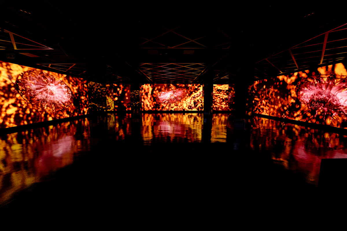 Lycorises — Xin Liu Studio