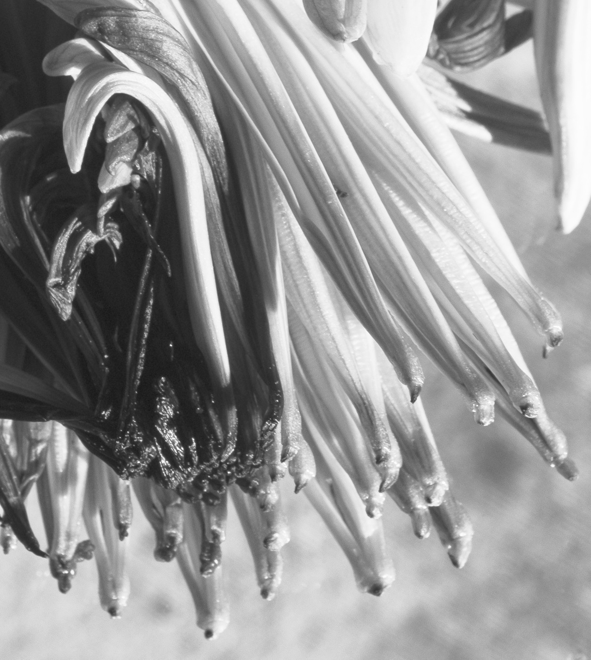 Serie w/ Melvin Israel — Wireframe Q849 copy