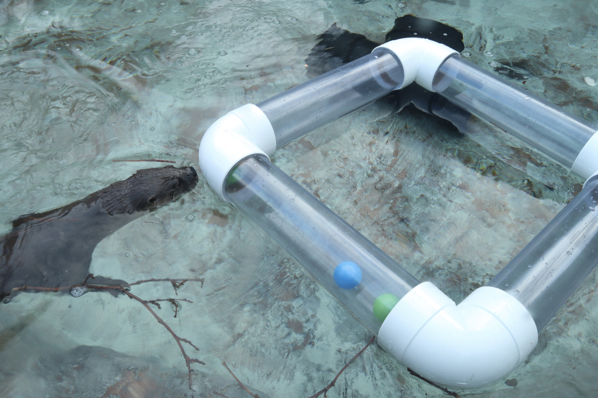 Interactive Ball-track Pipe for River Otter — LornaZhang