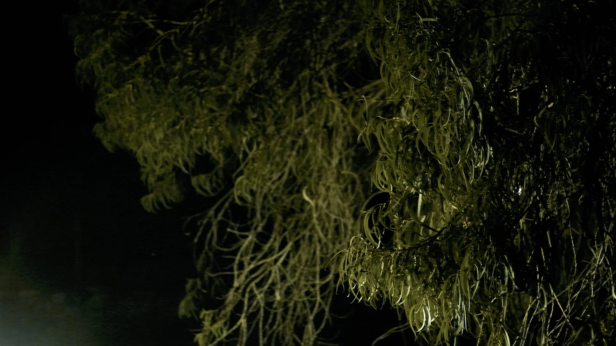 Eucalypt Story (N07a7-01) — Anton Kusters