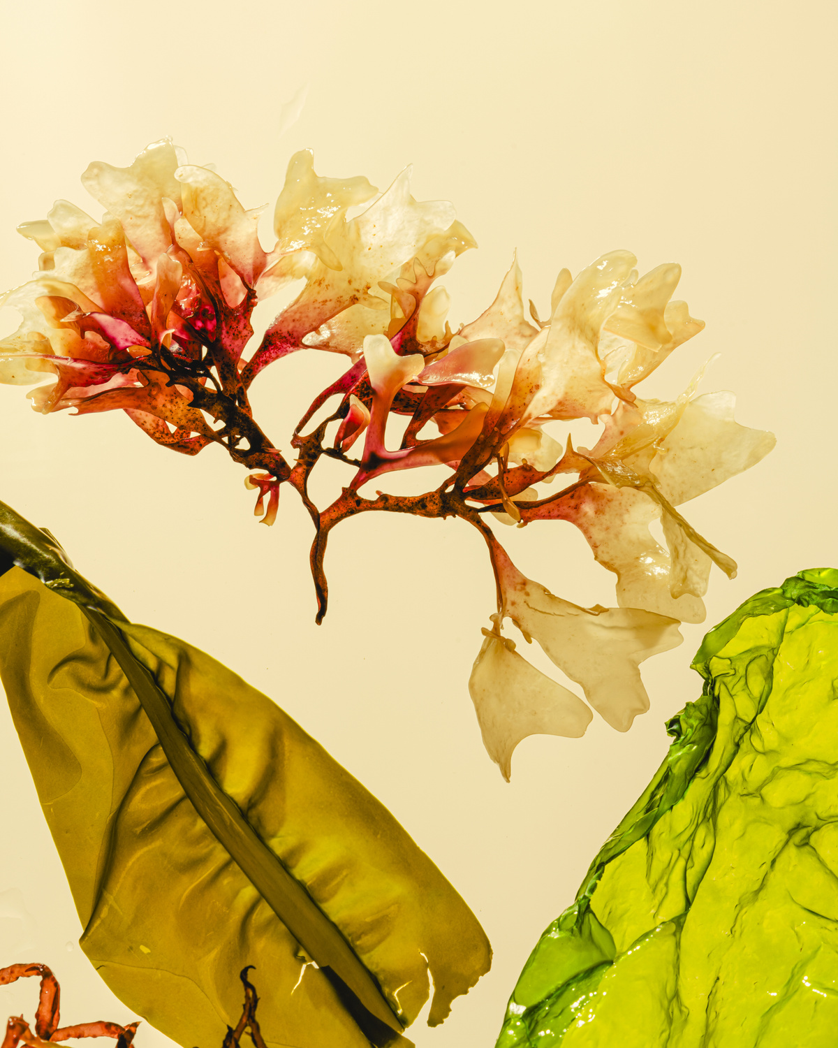 KEEL LABS — Ryan Duffin