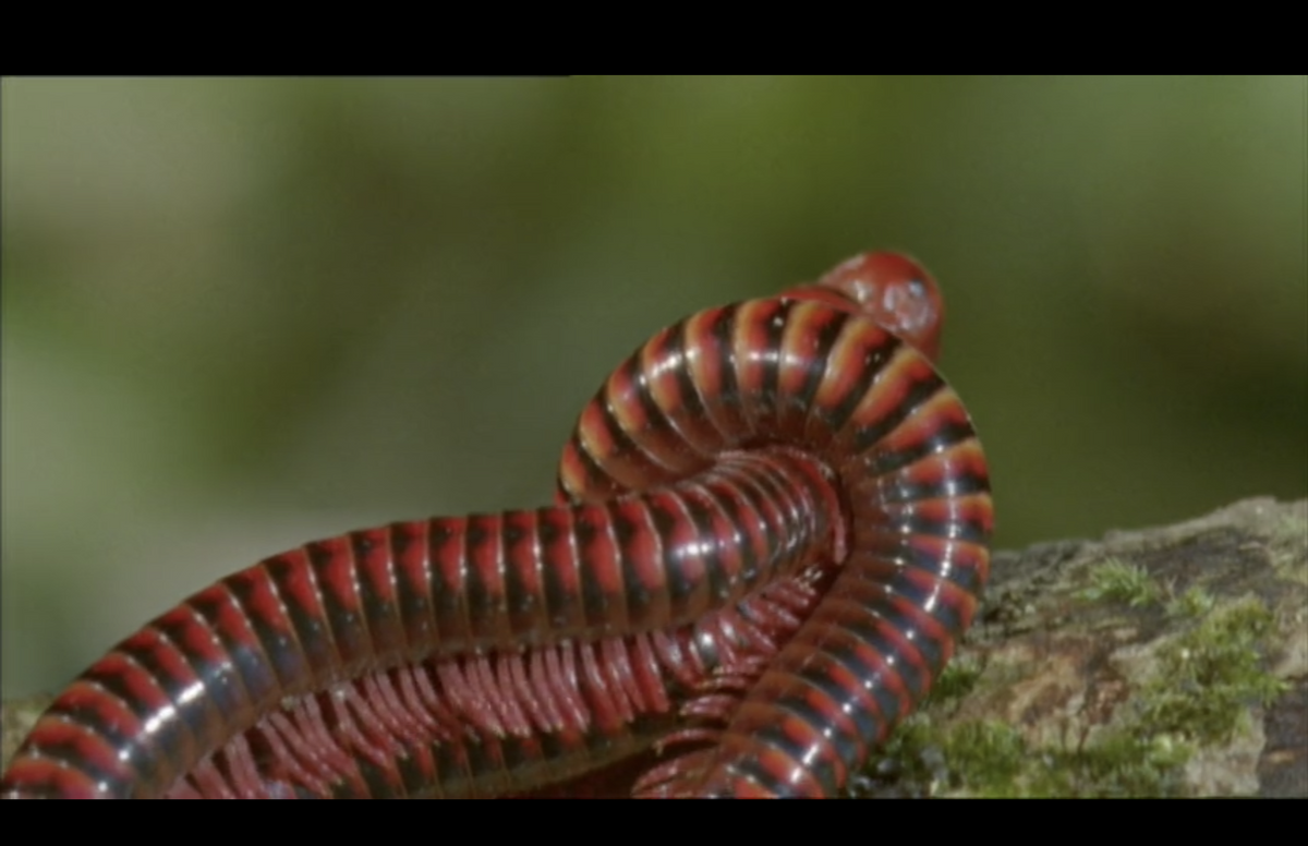 Insectaverse — 200CENT ver.2