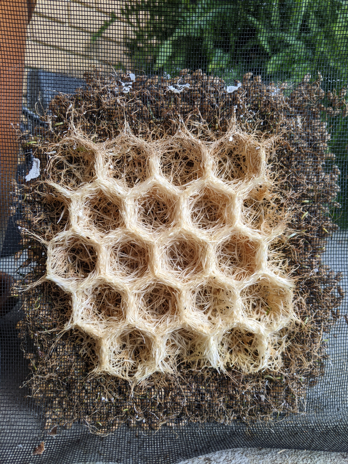 weaving weeds — Entheogen Design