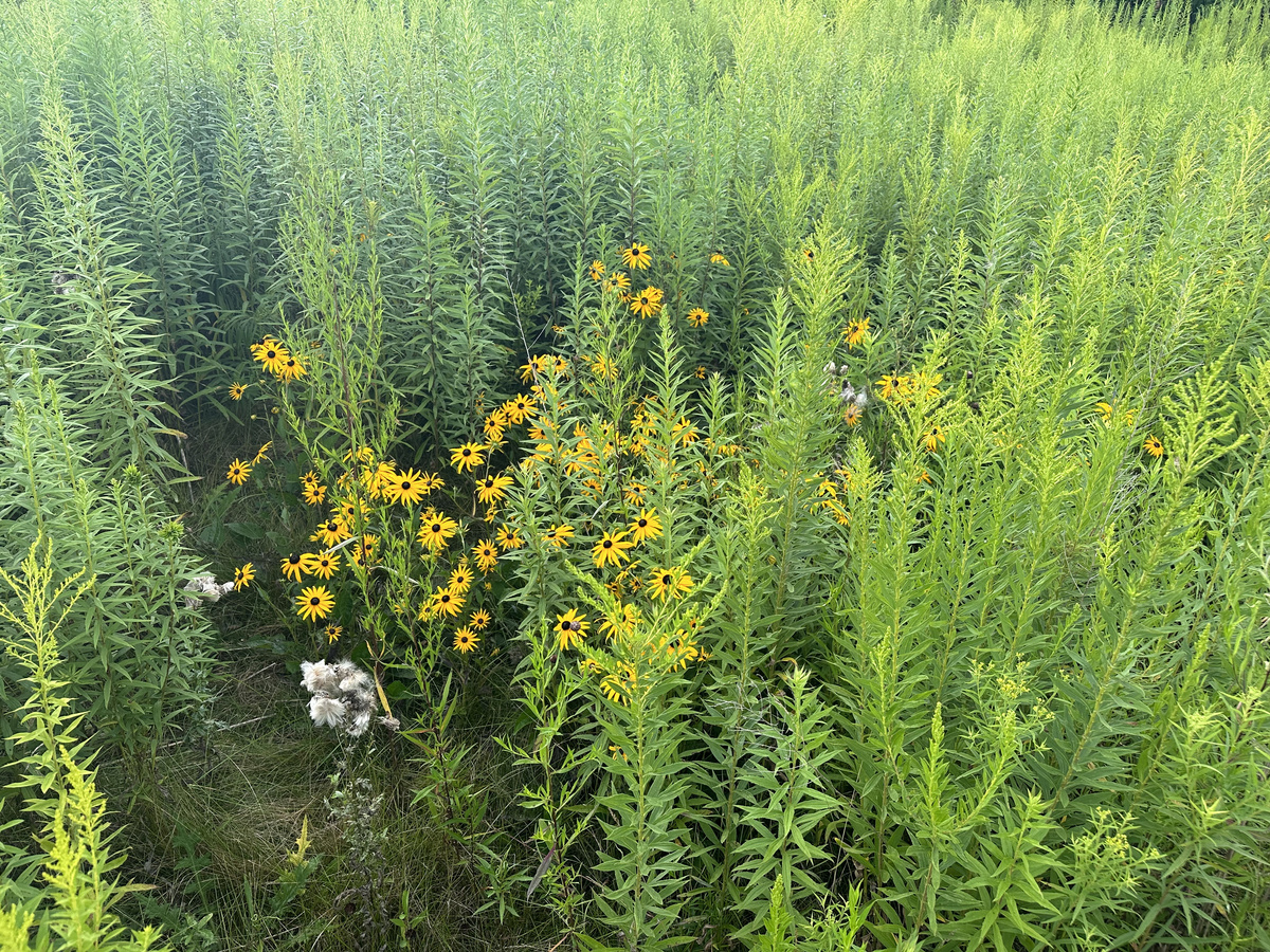 About — Ryan Benson