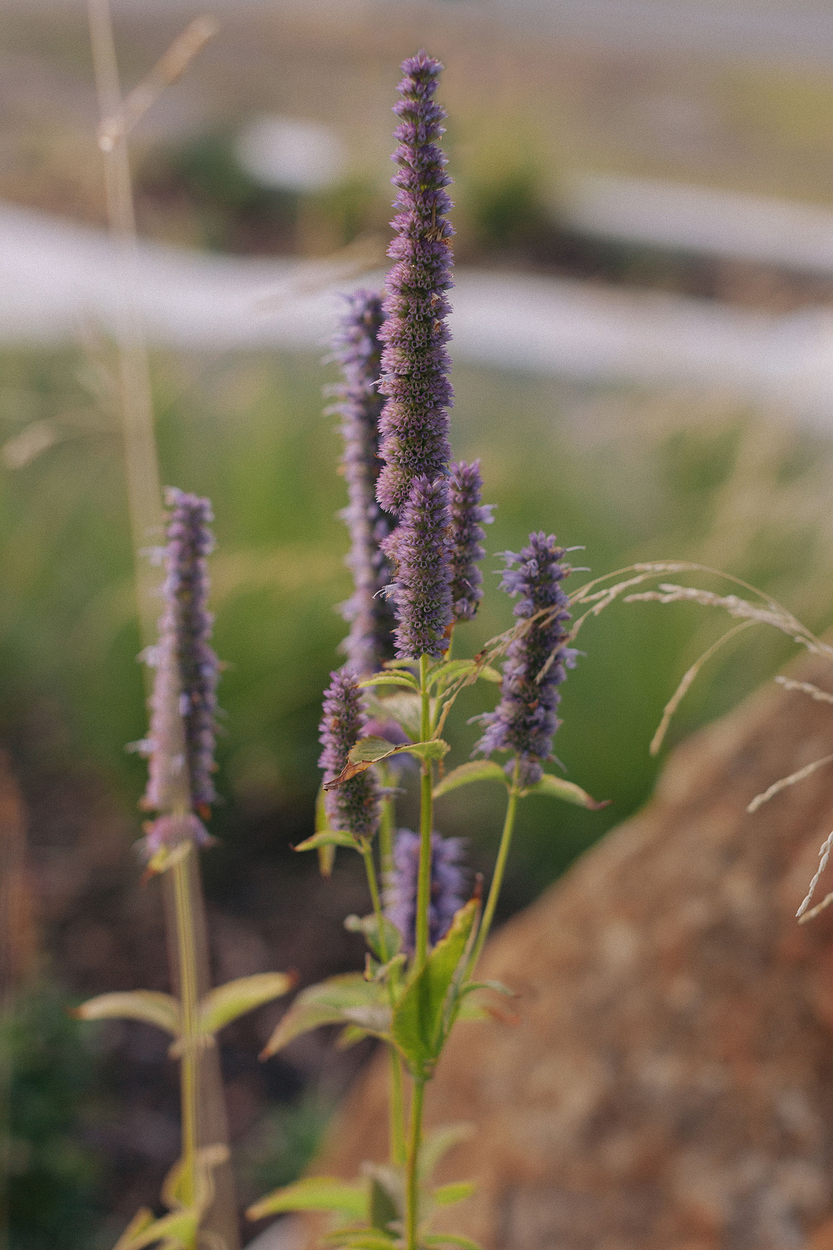 Emu Point — DRIFT Landscape Studio