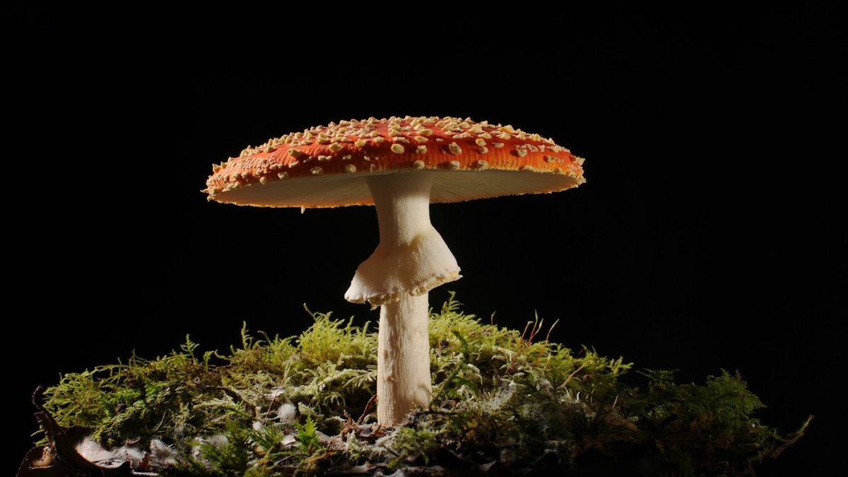 Sample Menus — Vegan Catering South Florida | The Wild Mushroom Café