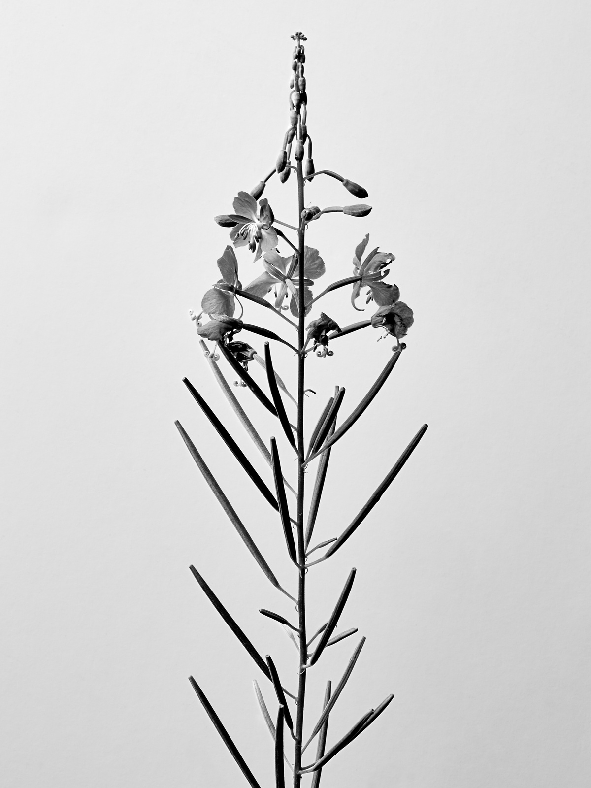 Frank+Oak - Balsem — JsDenomme