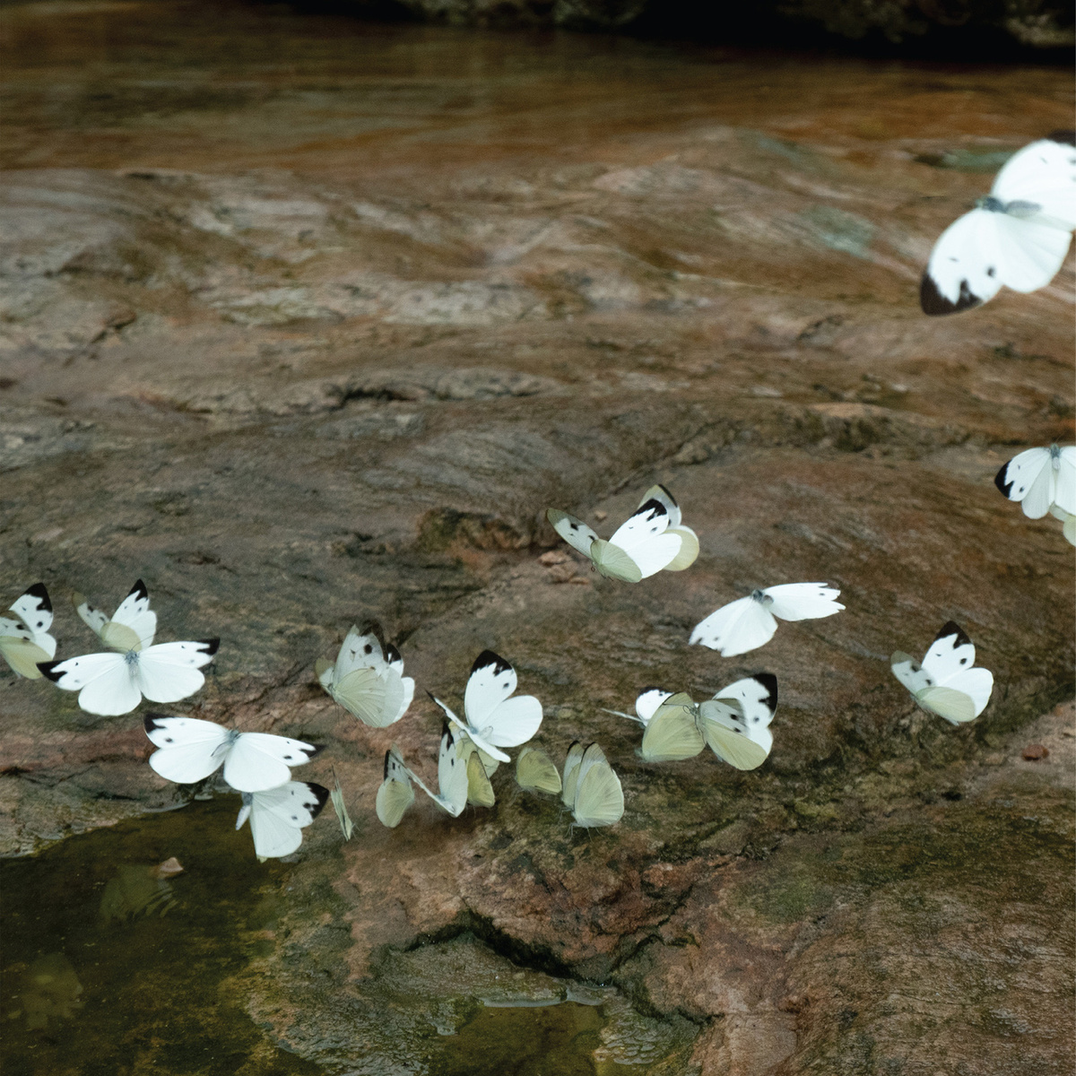 Yu Su Xiu — shypeople