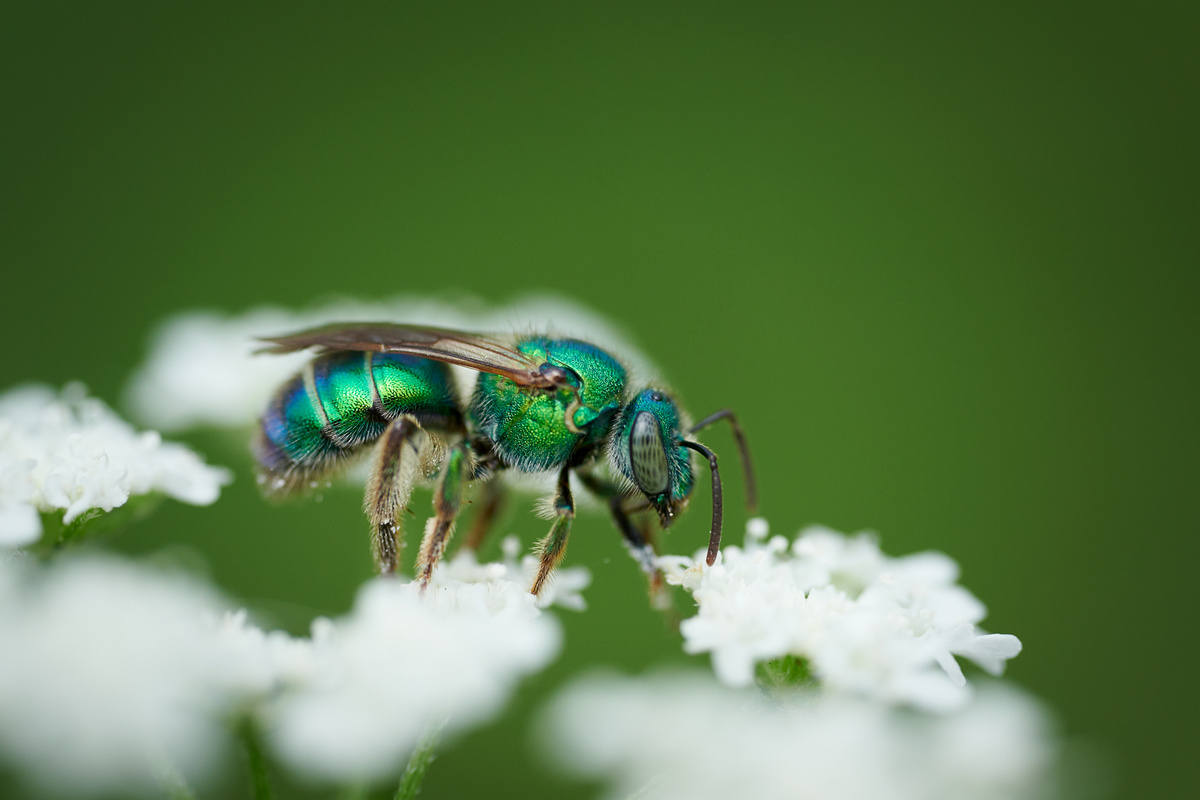 (Bio)Diversity Bonds — Jake Eshelman