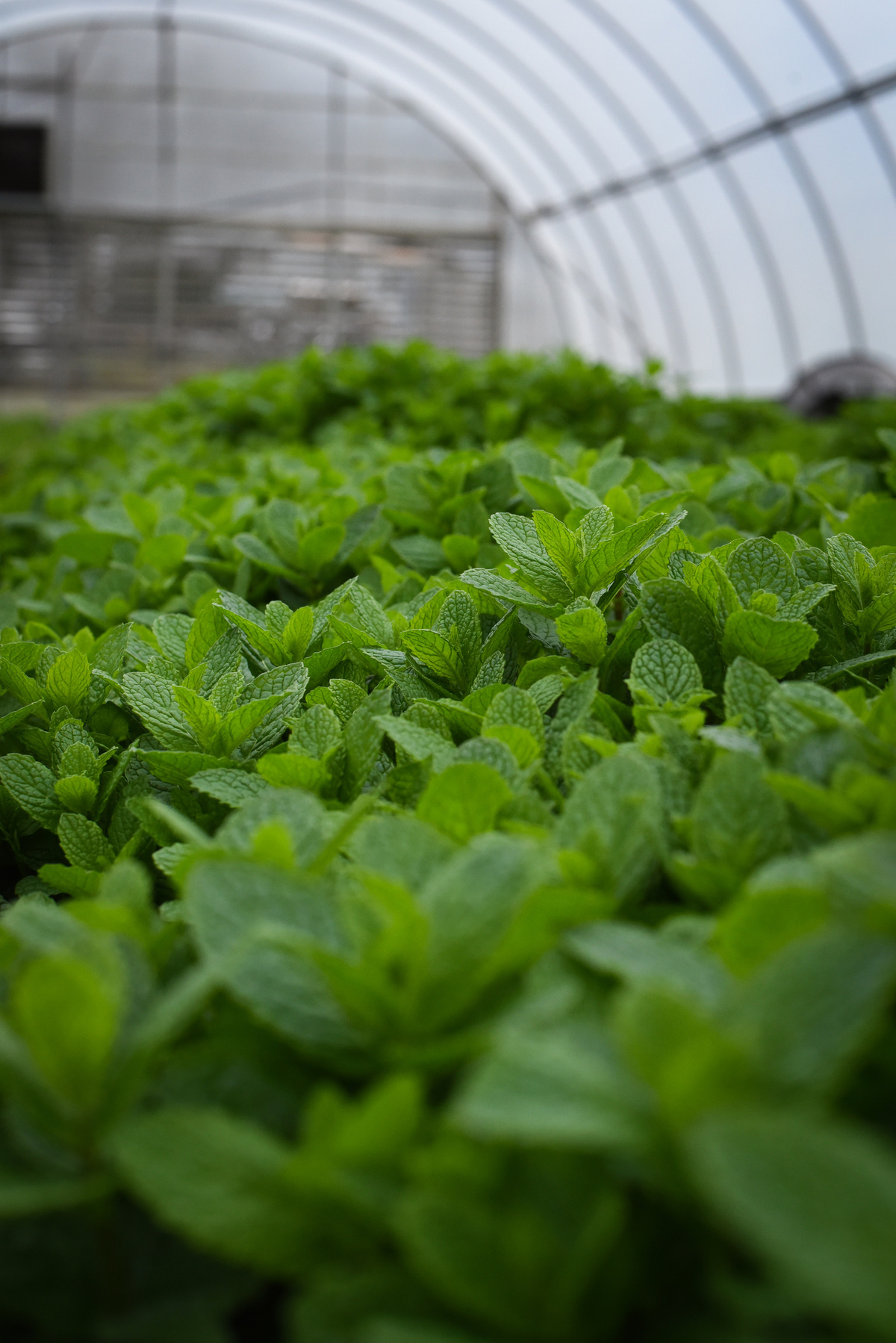 Healthy Living — Healthy Flavors