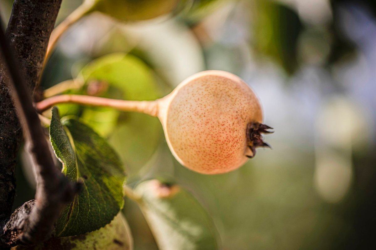 PERA BIANCHINA — archeologiaarborea.com