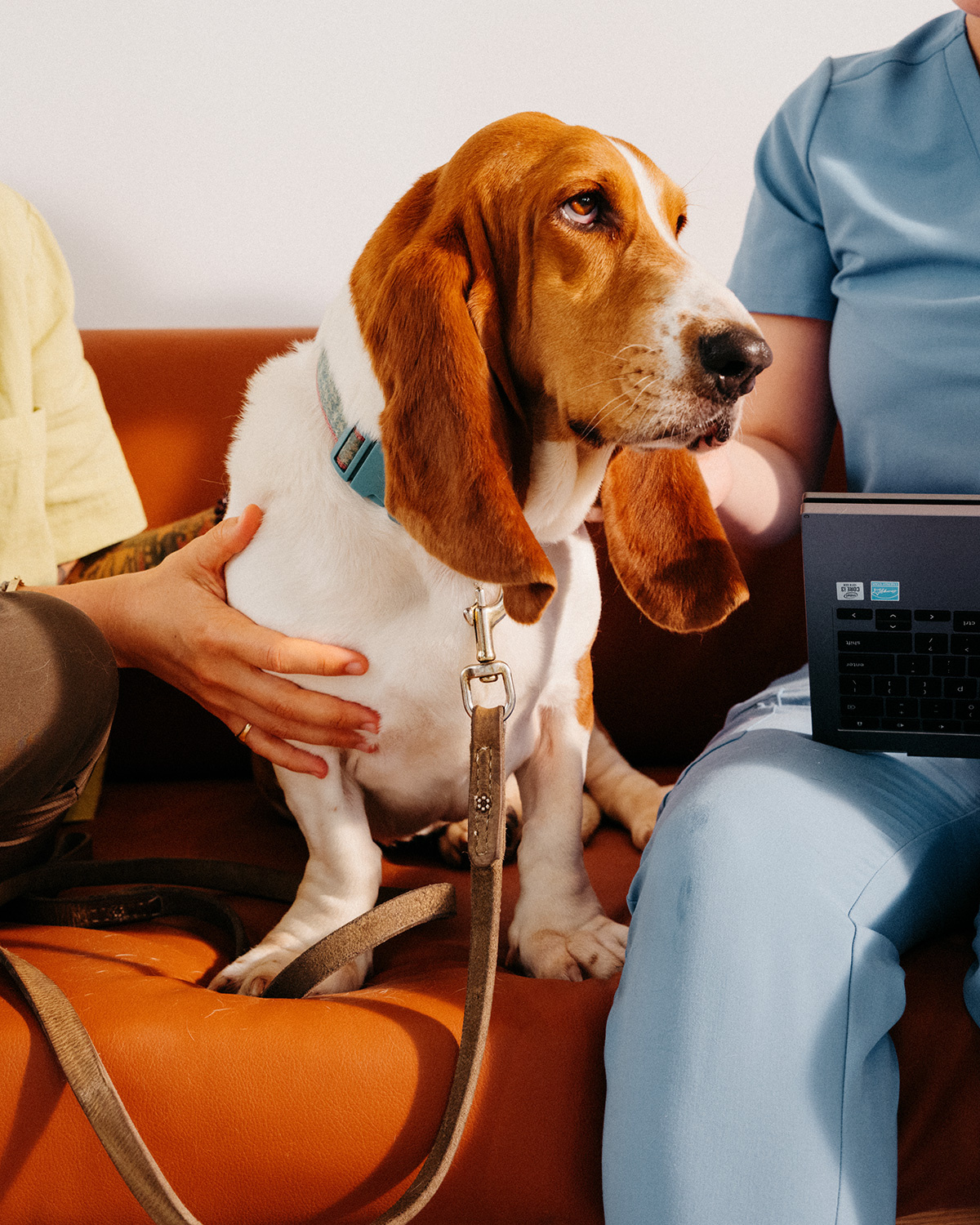 Modern Animal — Jake Stangel