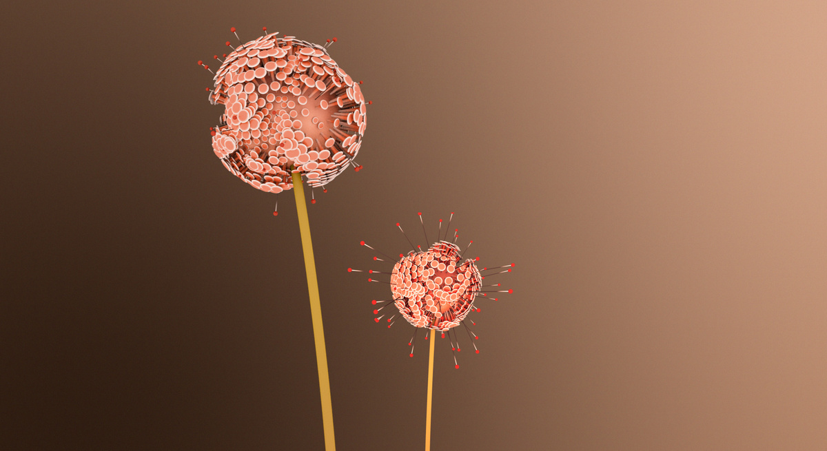 Botanical Animation — Judith Holzer