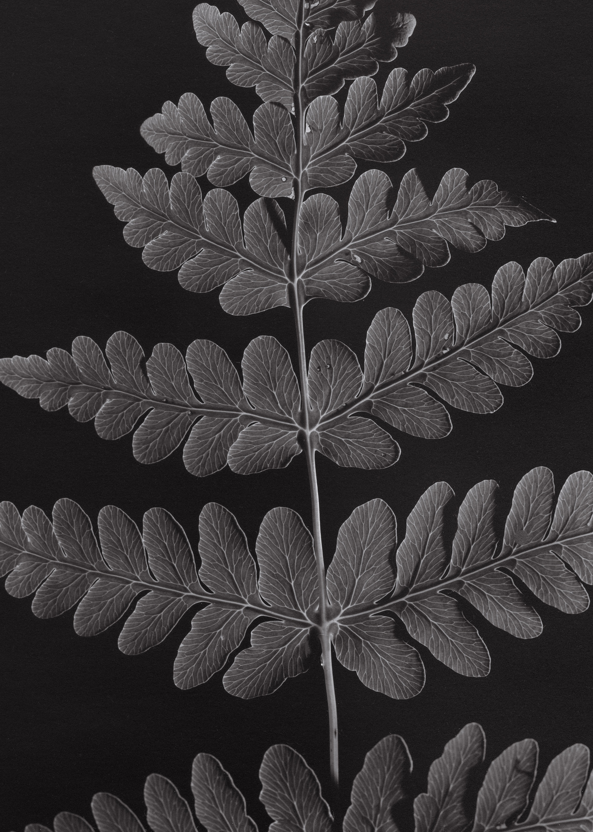 Sublime Symmetry — Casey Moore