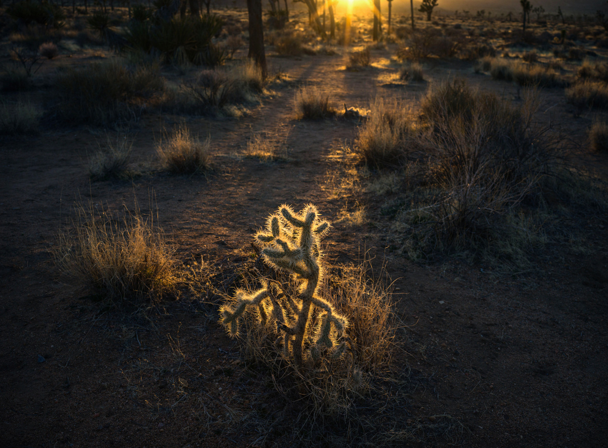 Barbara Davidson — SIX.TWO EDITIONS