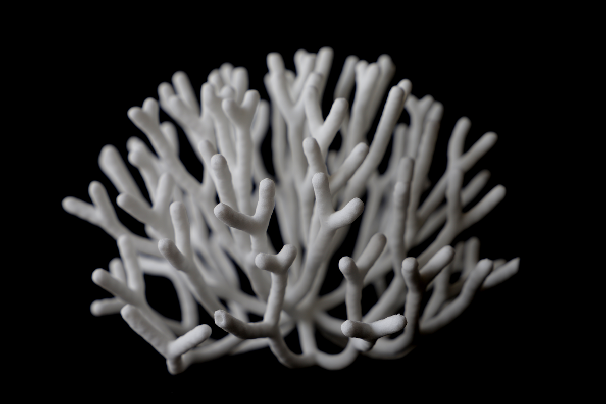 Hyphae Growth — studioformosa