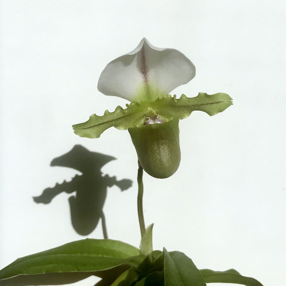 Order — charlia orchids