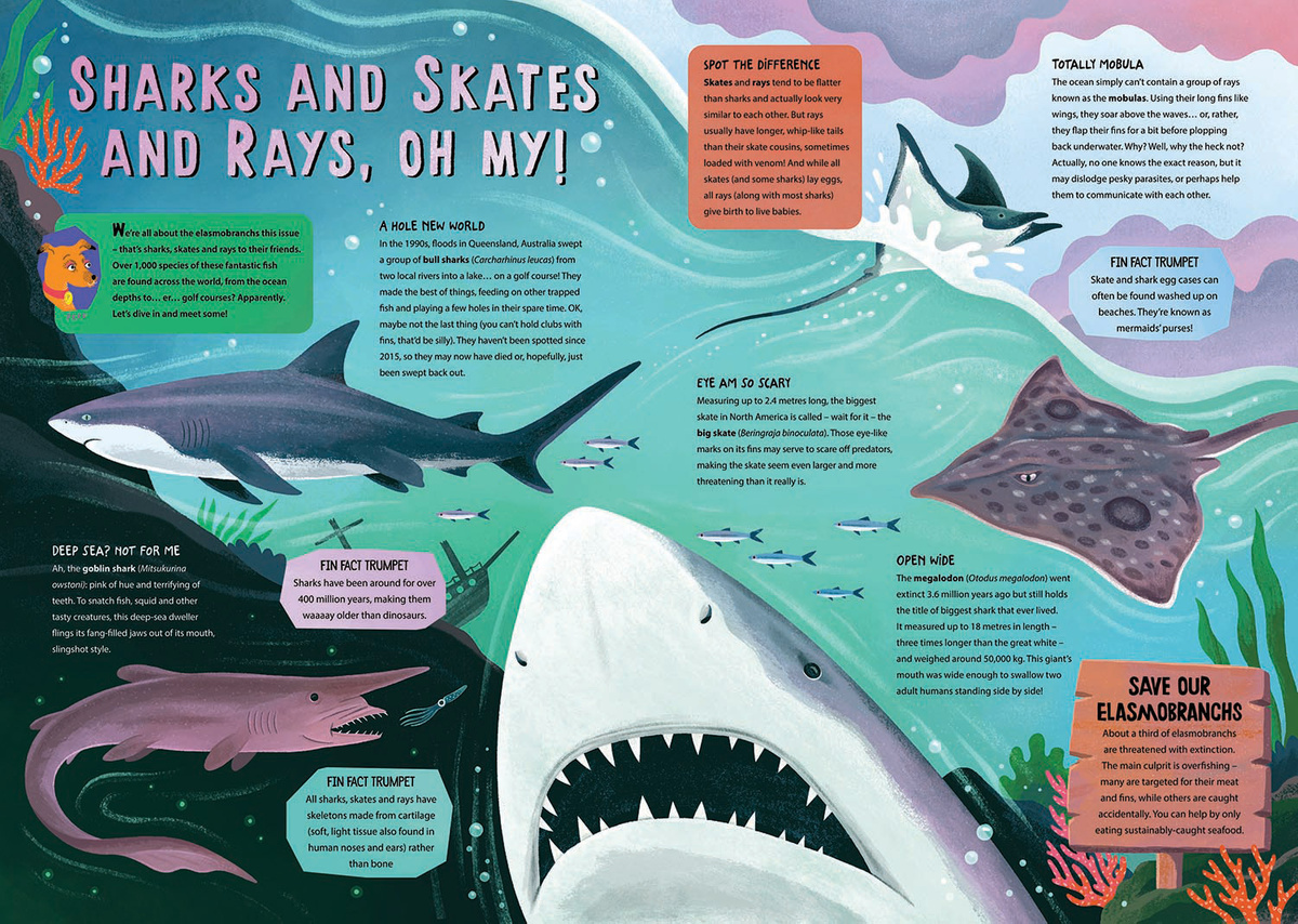 AQUILA - SHARKS AND SKATES AND RAYS — Kaley McKean Illustration