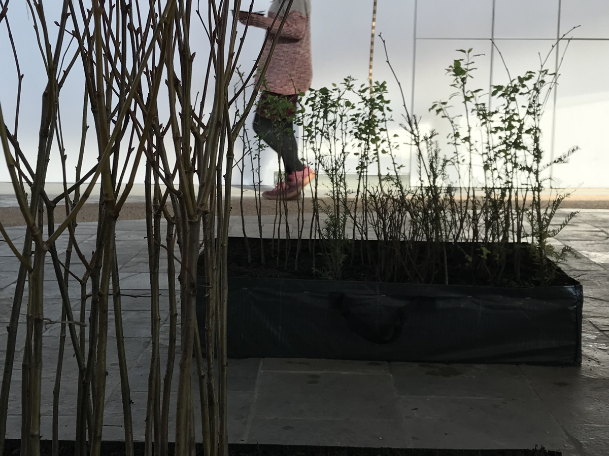 Parliament of Trees — CatherineDee