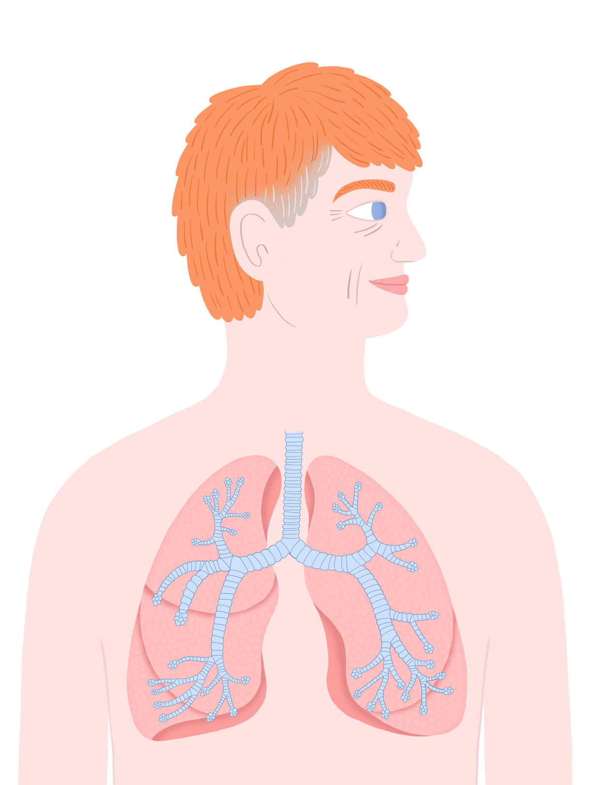 Lungs - Narva — Karin Söderquist