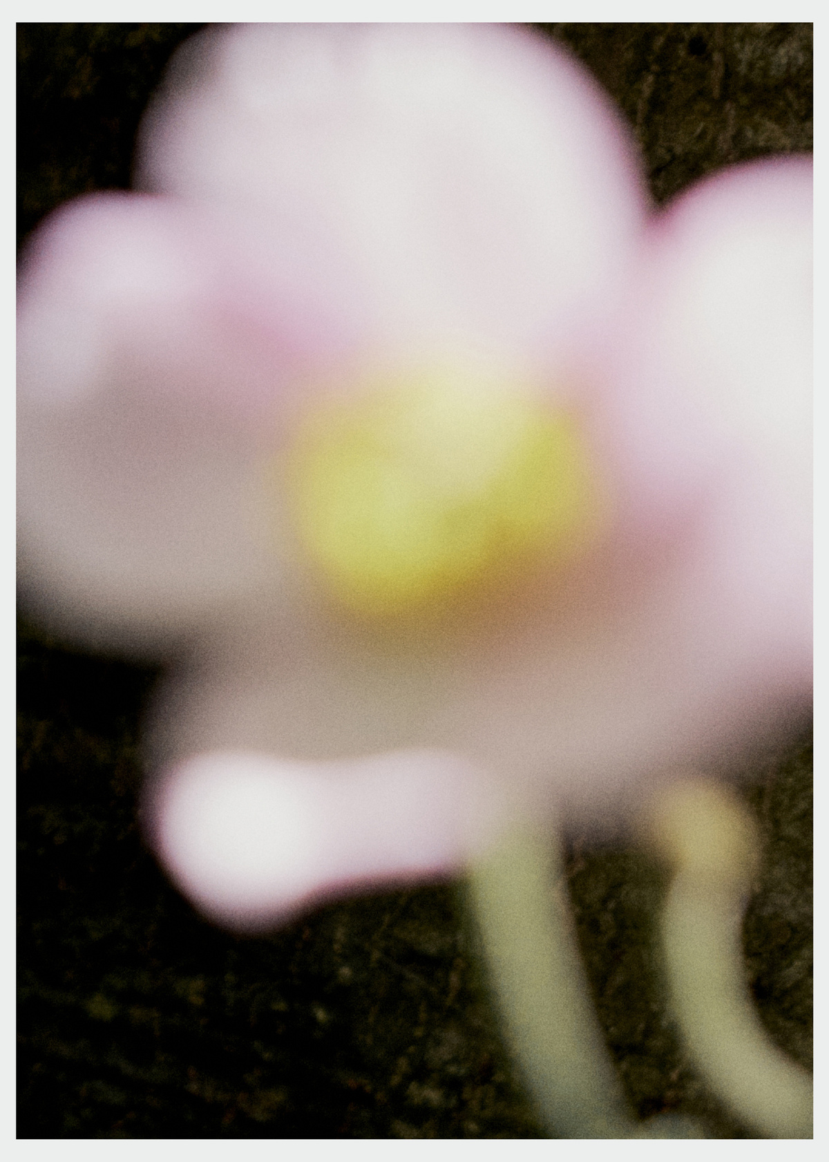 Jardin Albert Kahn — Emily Jeanne