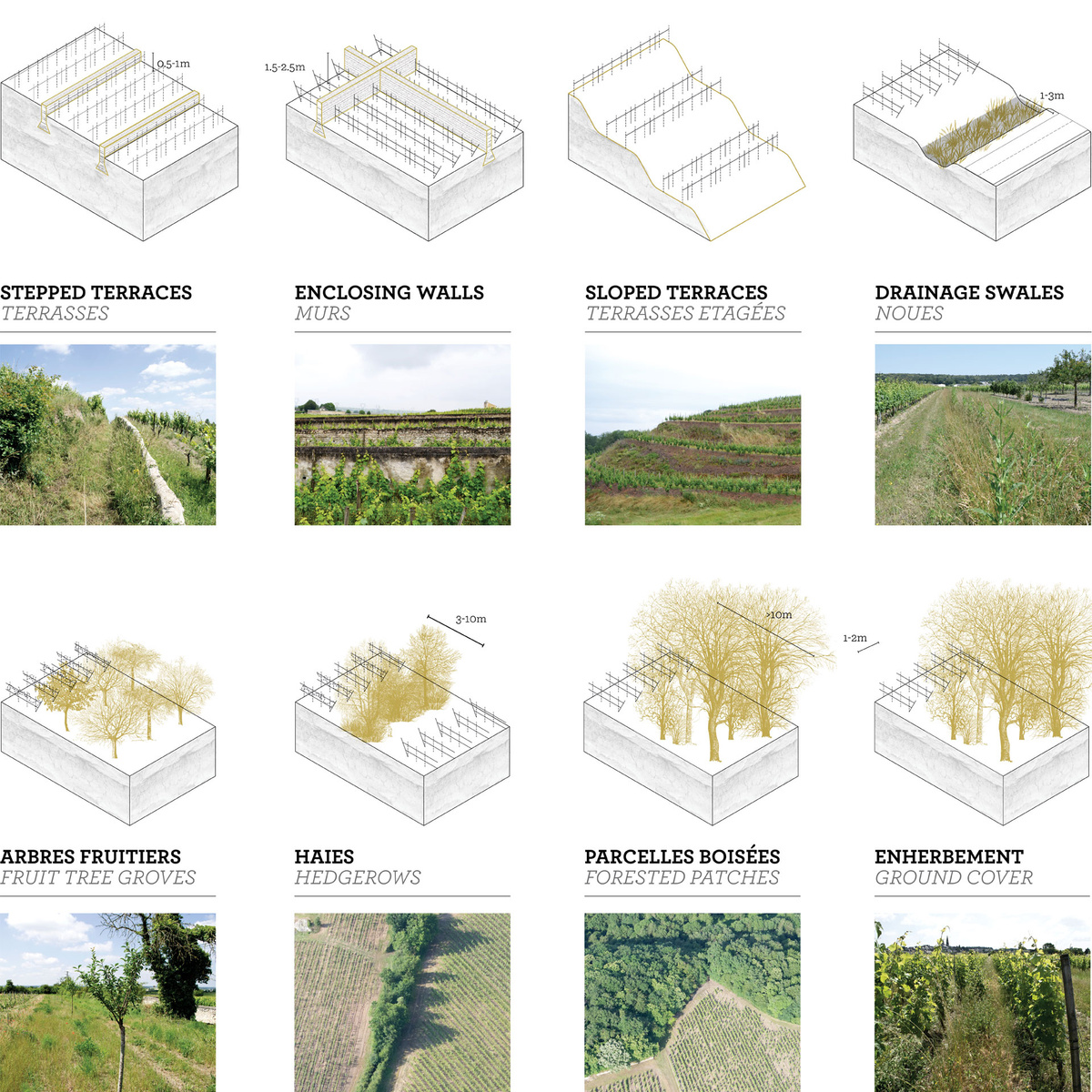 Landscape Viticulture — Alexander Cassini