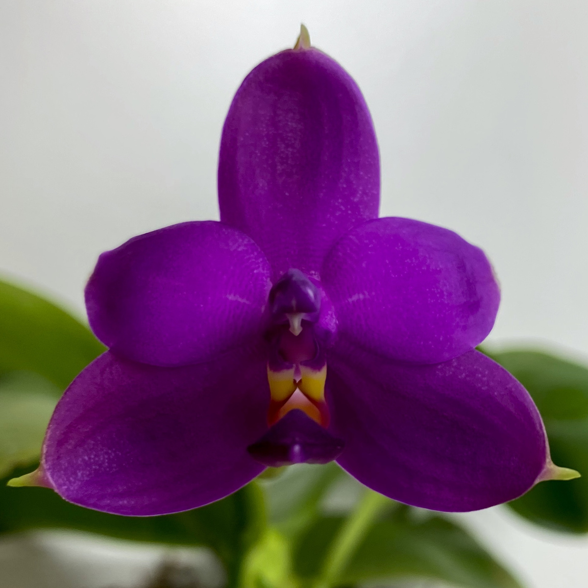 phalaenopsis — charlia orchids
