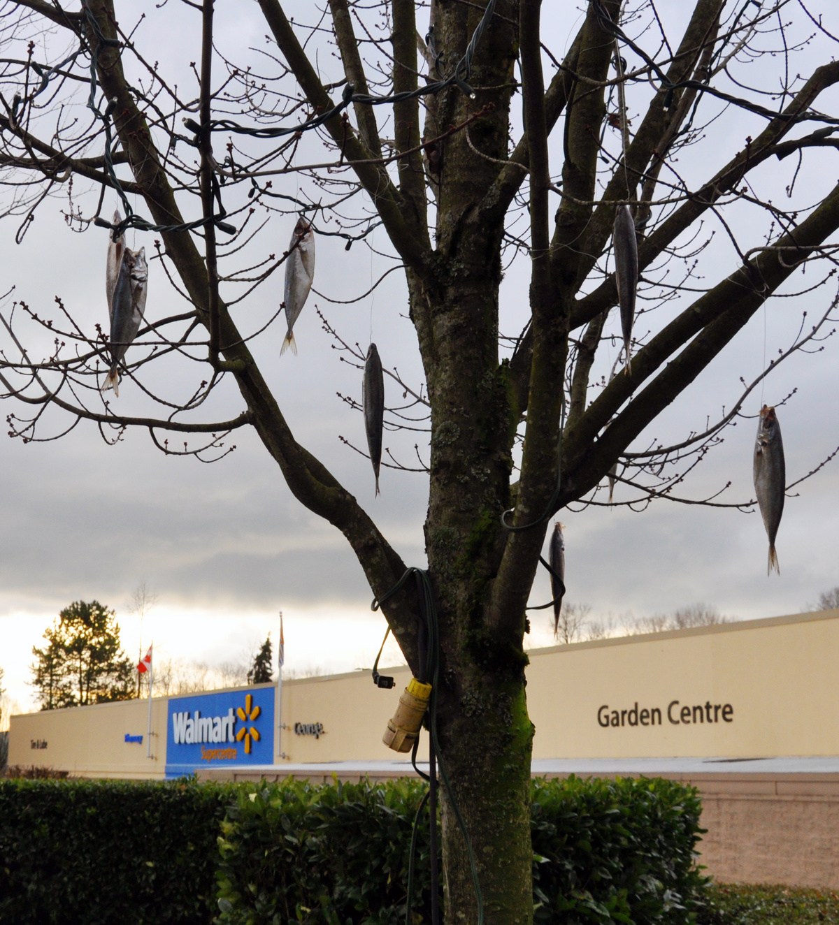 Horse Mackerel Chinchard Tree — Sahand Mohajer