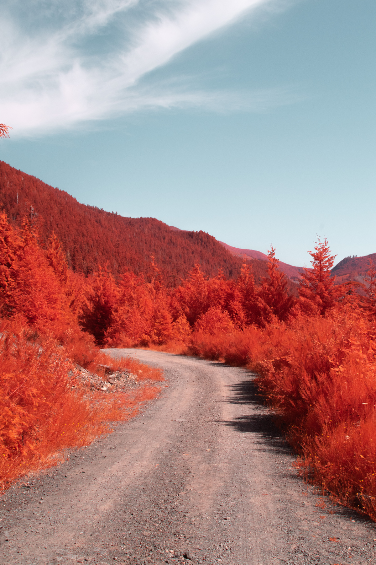 Infrared Forest — Tyler Harvey