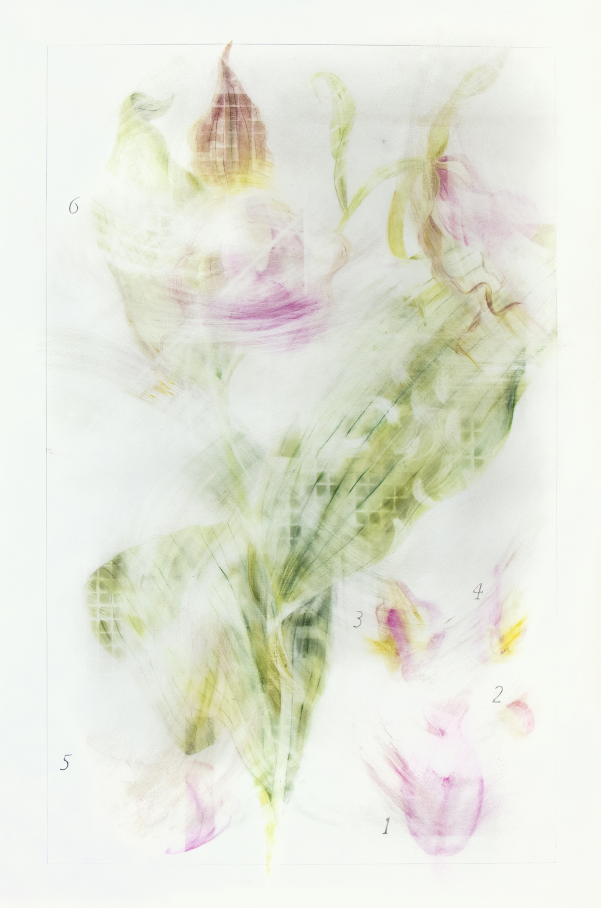 The Lost Flora — Cecil Howell