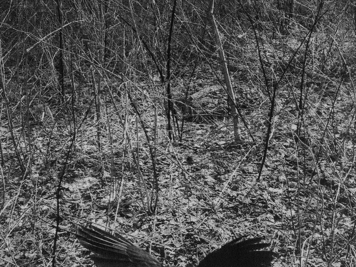 a moth floating toward a cigarette ember — dylan hausthor