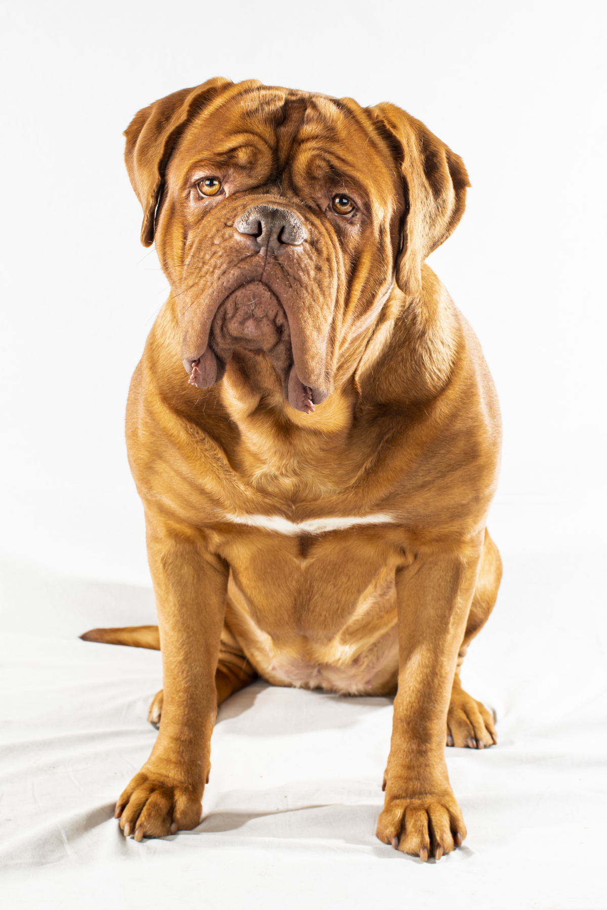 Westminster Kennel Club — Katy Draper