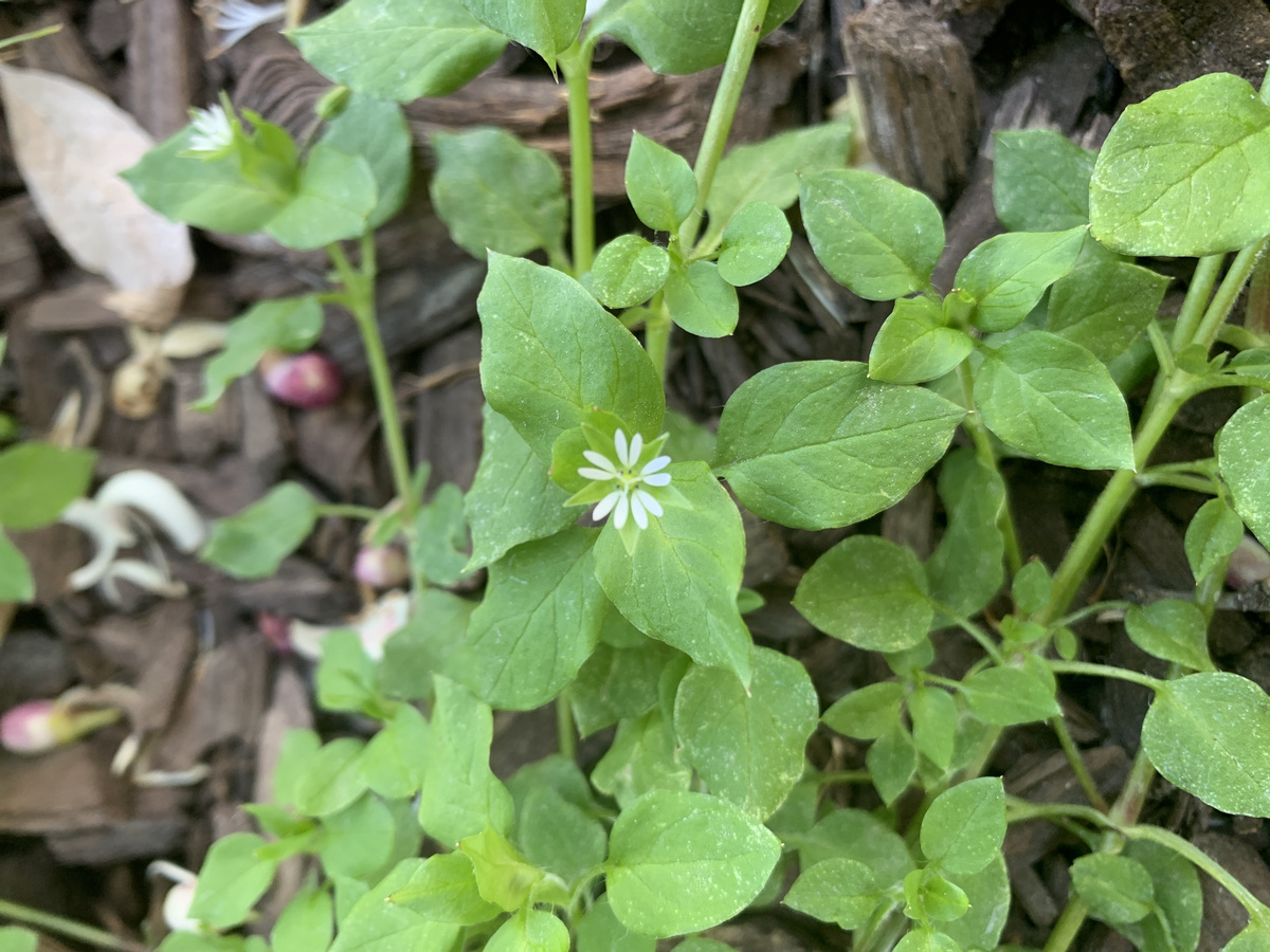Chickweed — Hikaru Haneda - Artist