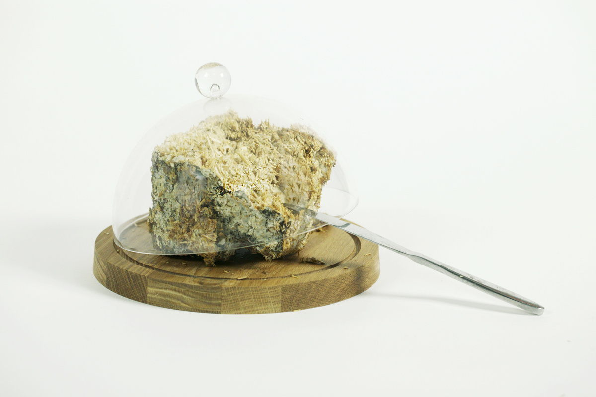 Fungi Laboratory — Yi.Tian