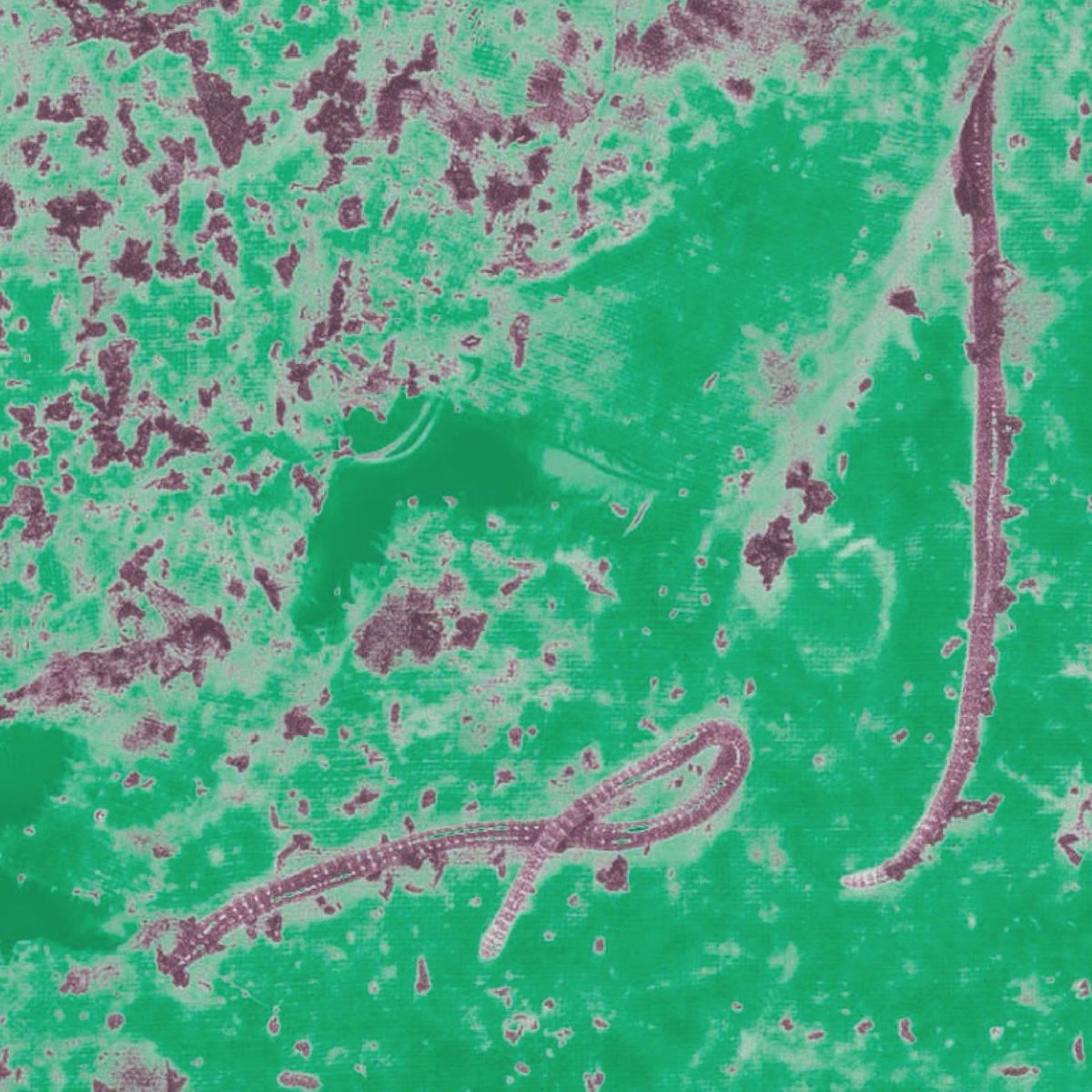 How to Make Digital Compost — Emily Simek