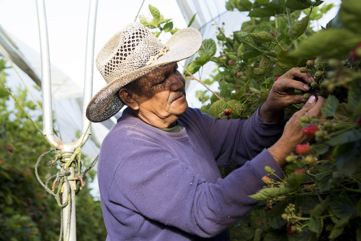 Berry Farming — famefamefame