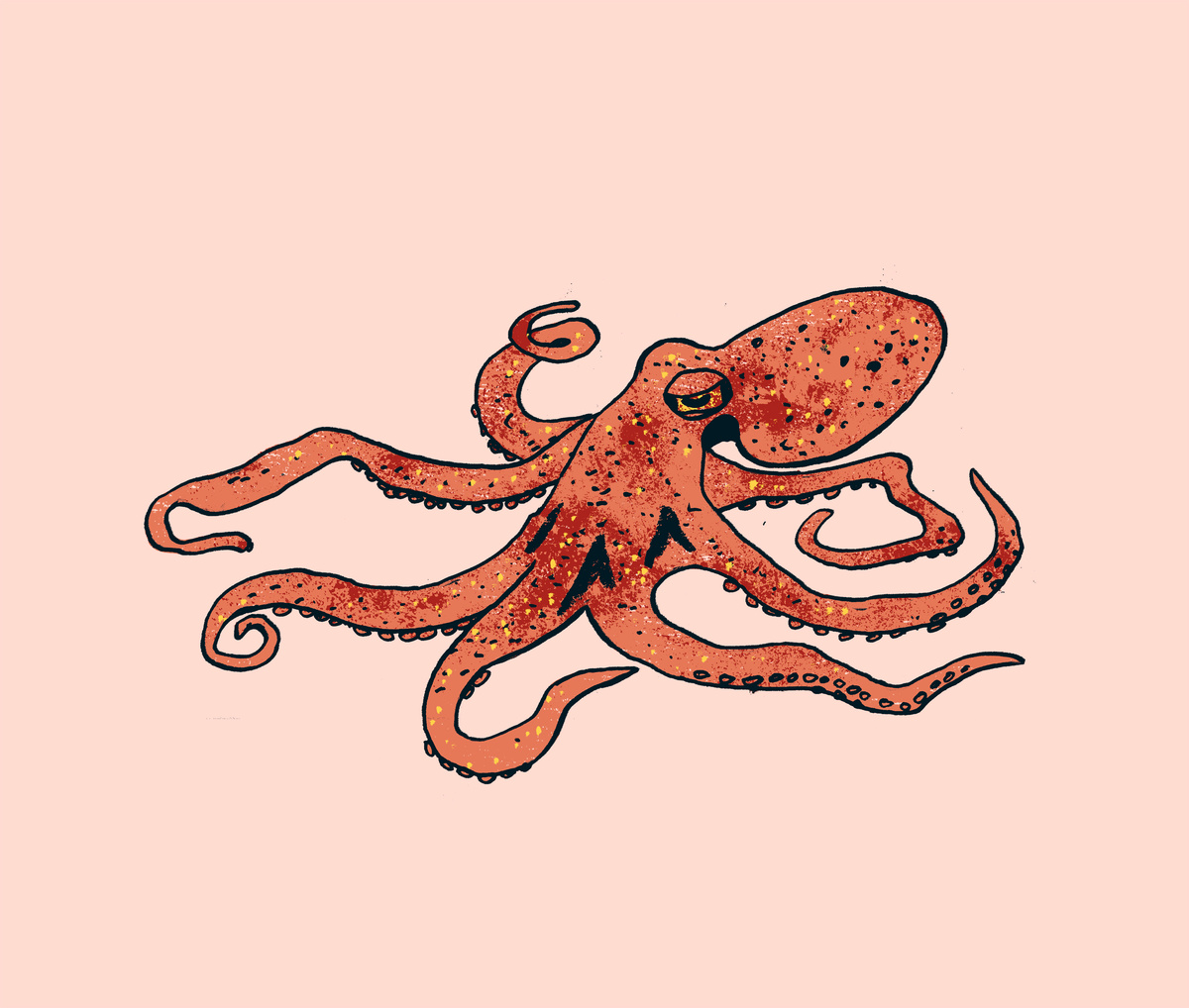 Octopus — tomjay.com
