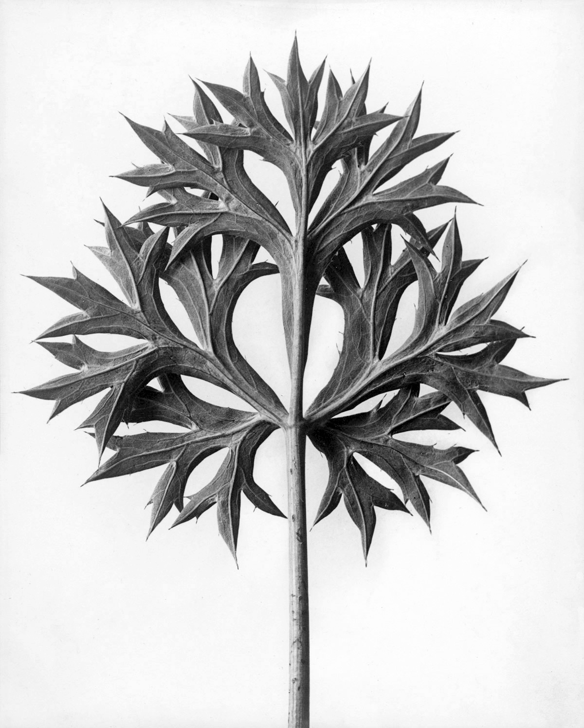 info — Alex Troesch Photography