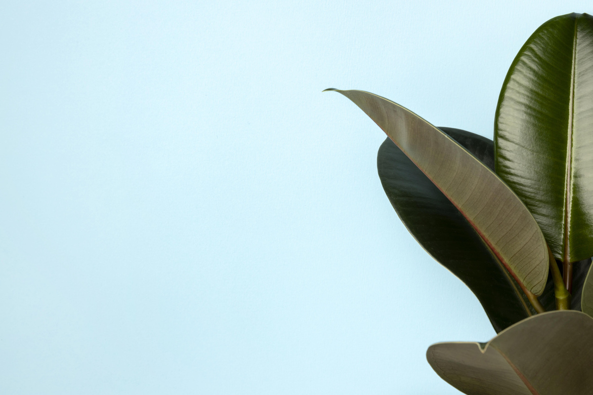 LNY (body) copy — Plant Rental SG