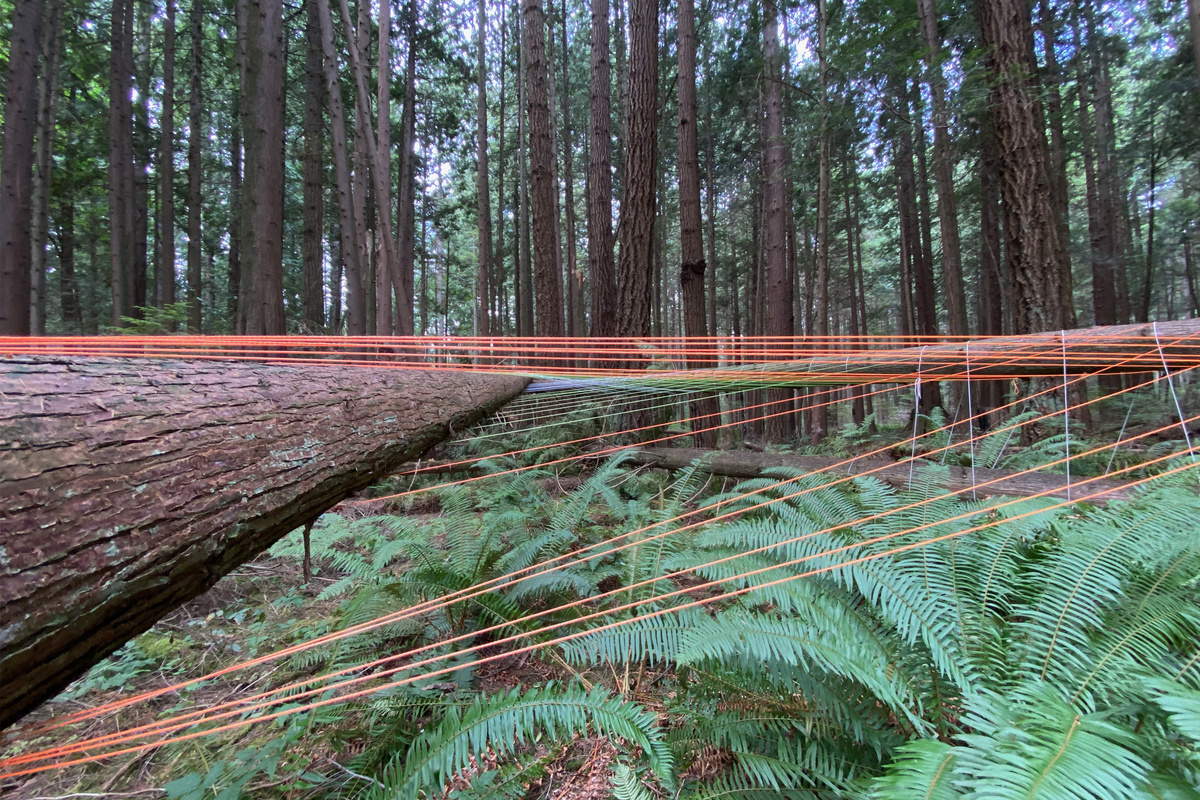 Forest Markings — Alyssa Schwann